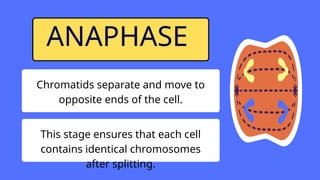 Mitosis: Cell Cycle and their types and the whole process | PPTX