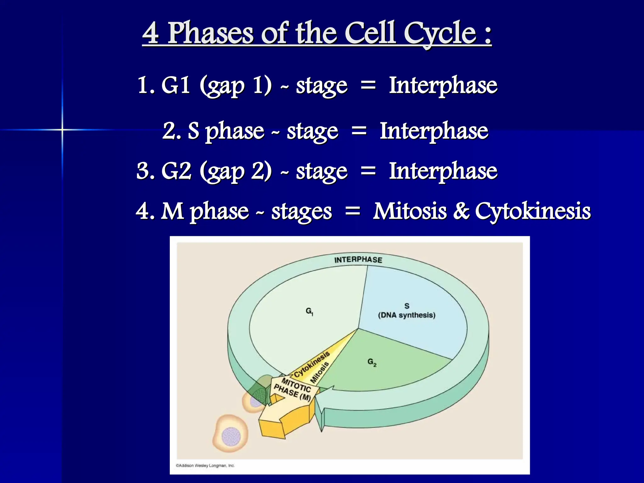 Mitosis for cell regeneration in biology.ppt