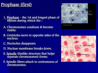 Mitosis for cell regeneration in biology.ppt