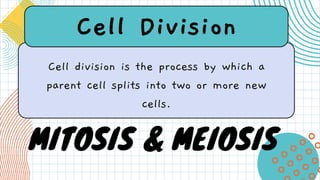 Cell division: Mitosis cell division.pdf