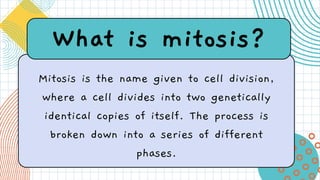 Cell division: Mitosis cell division.pdf
