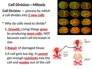 Somatic cells divide through Mitosis.pptx