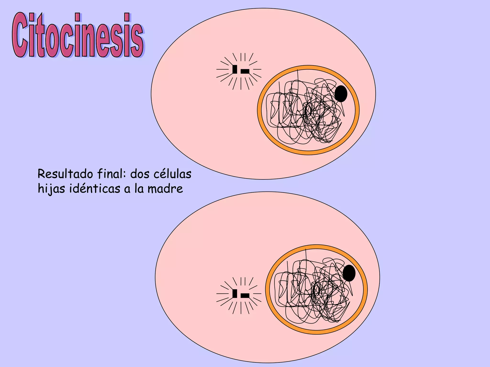 Mitosis | PPT