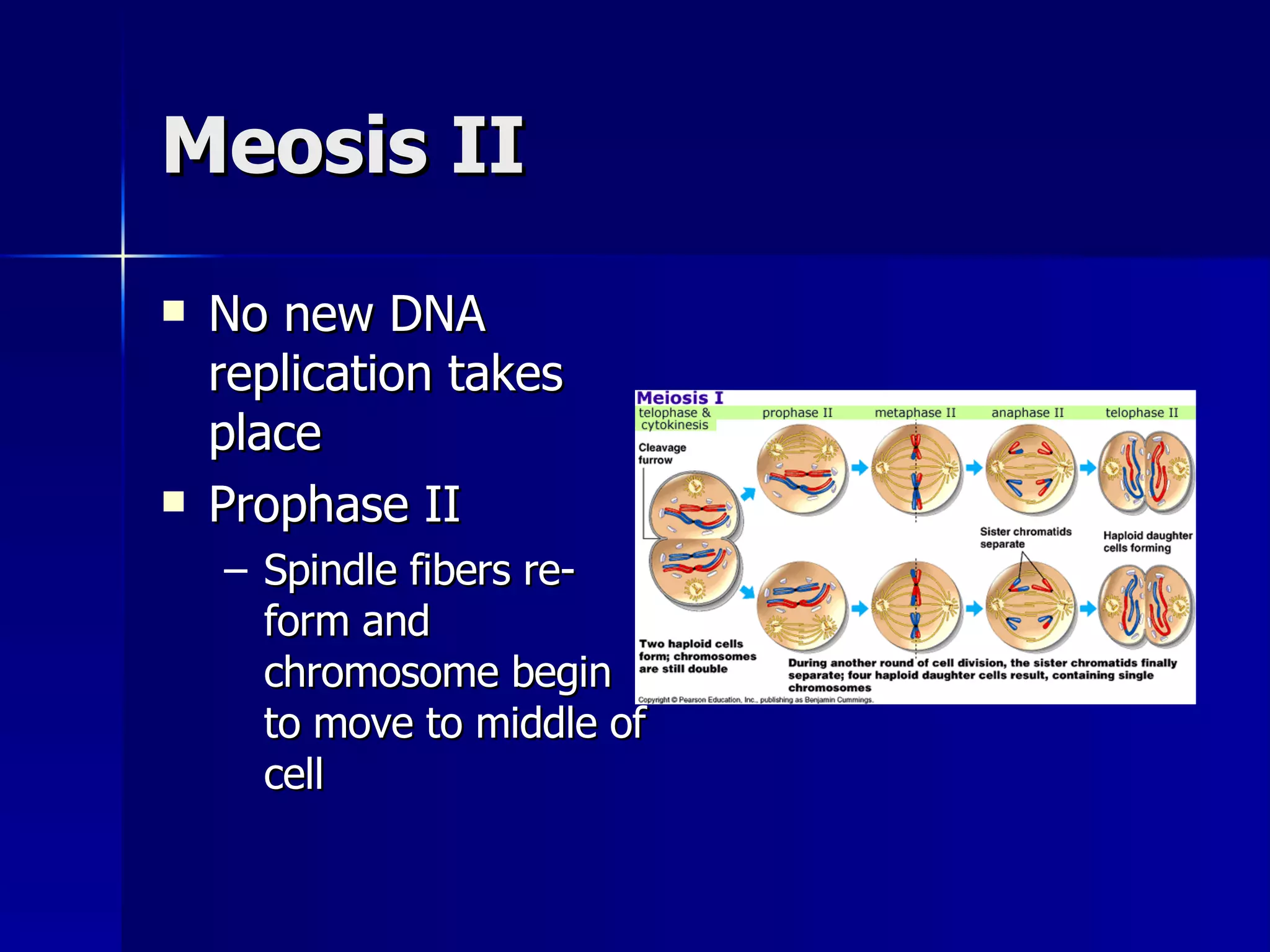 Mitosis And Meiosis | PPT
