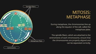 MITOSIS - Cell-From one to two-Mitosis.pptx