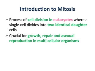 mitosis- Cell cycle and their check points | PDF