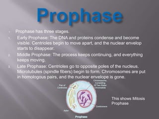 Mitosis cell division | PPT