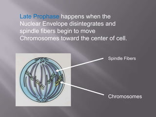 Mitosis cell division | PPT