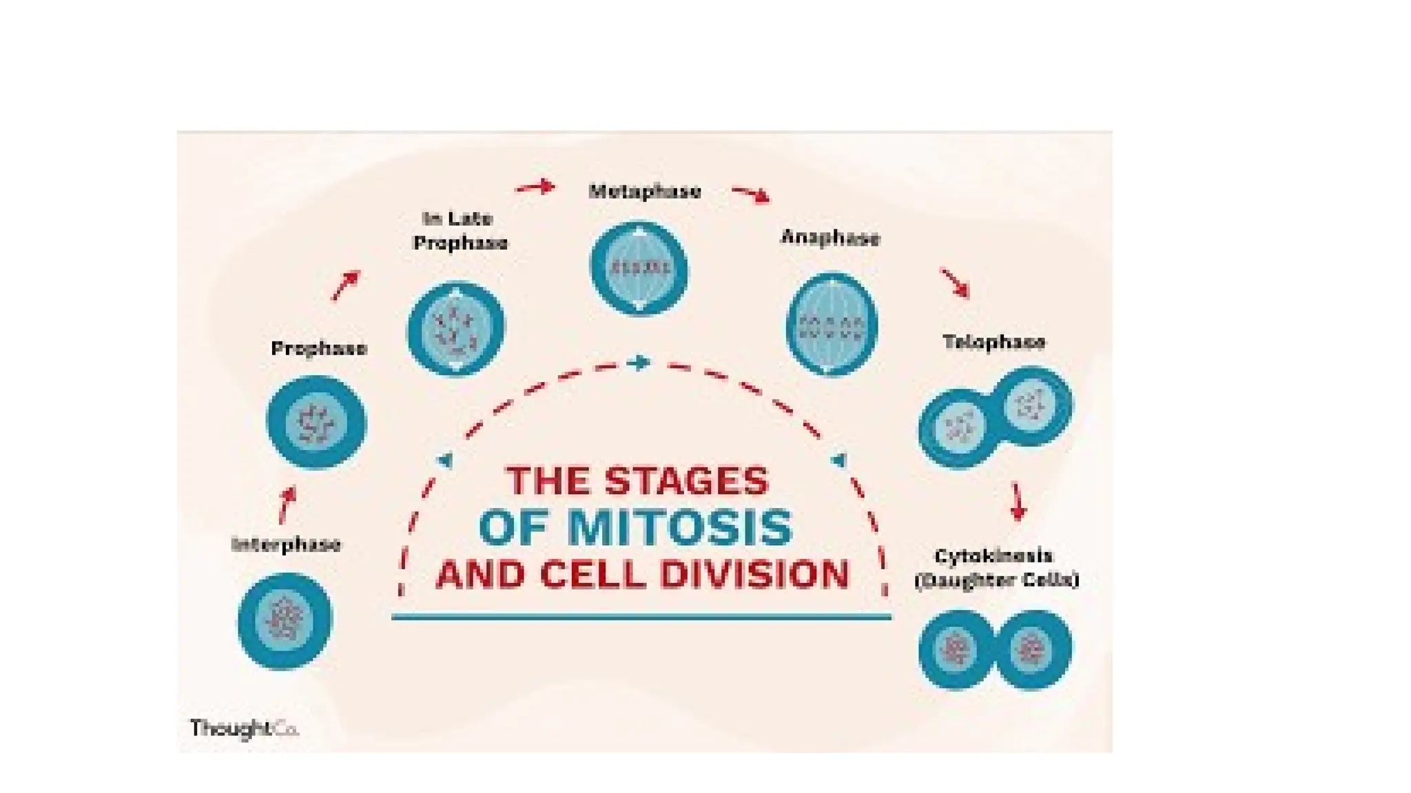 The stages of mitosis and cell division frim prophase to telophase | PPTX