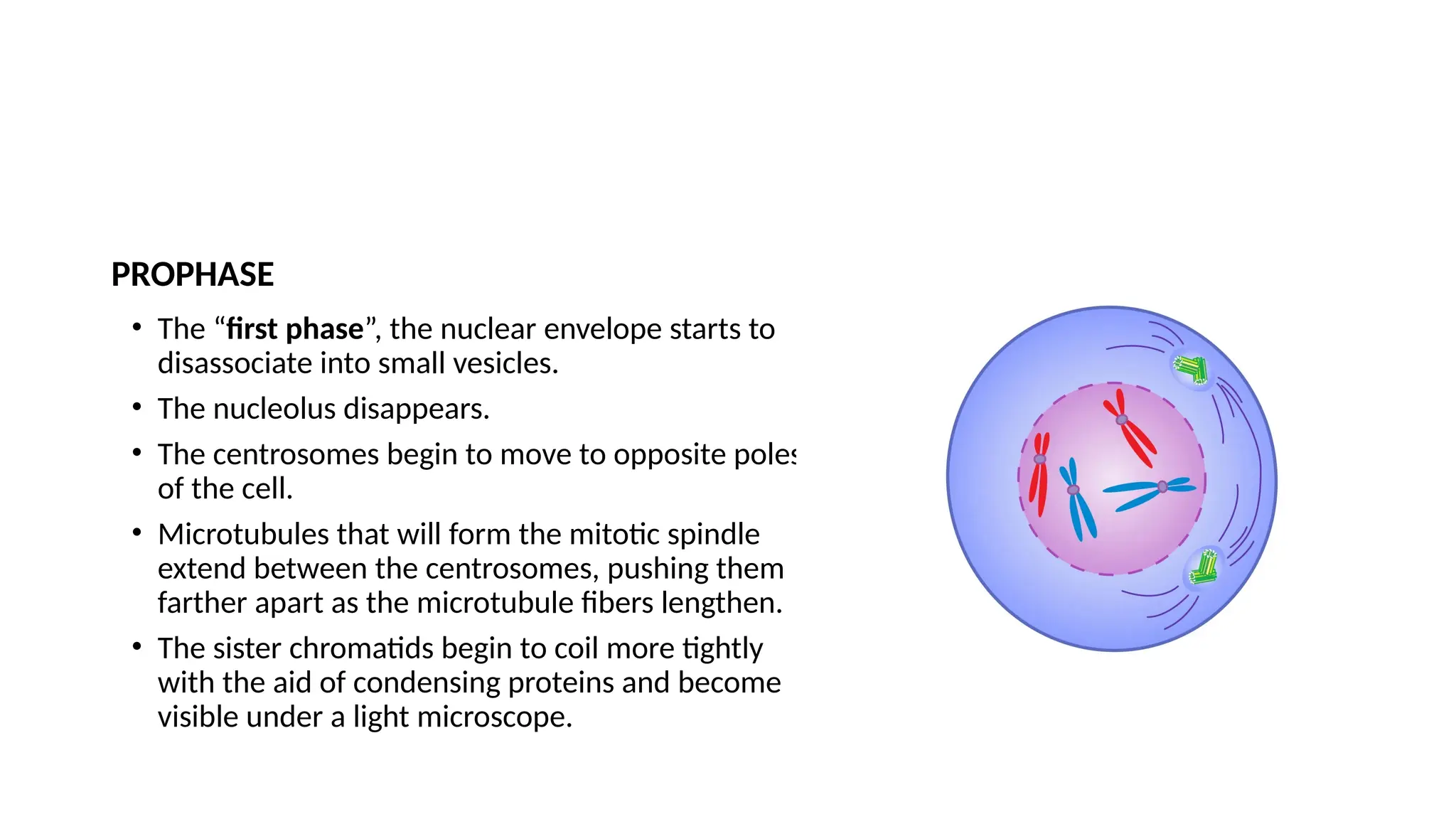 The stages of mitosis and cell division frim prophase to telophase | PPTX