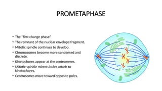 The stages of mitosis and cell division frim prophase to telophase | PPTX
