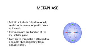 The stages of mitosis and cell division frim prophase to telophase | PPTX