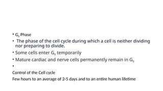 The stages of mitosis and cell division frim prophase to telophase | PPTX