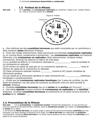 Mitosis guía | DOC | Biological Sciences | Science