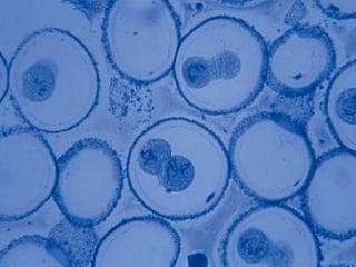 Mitosis Lesson 2 | PPT