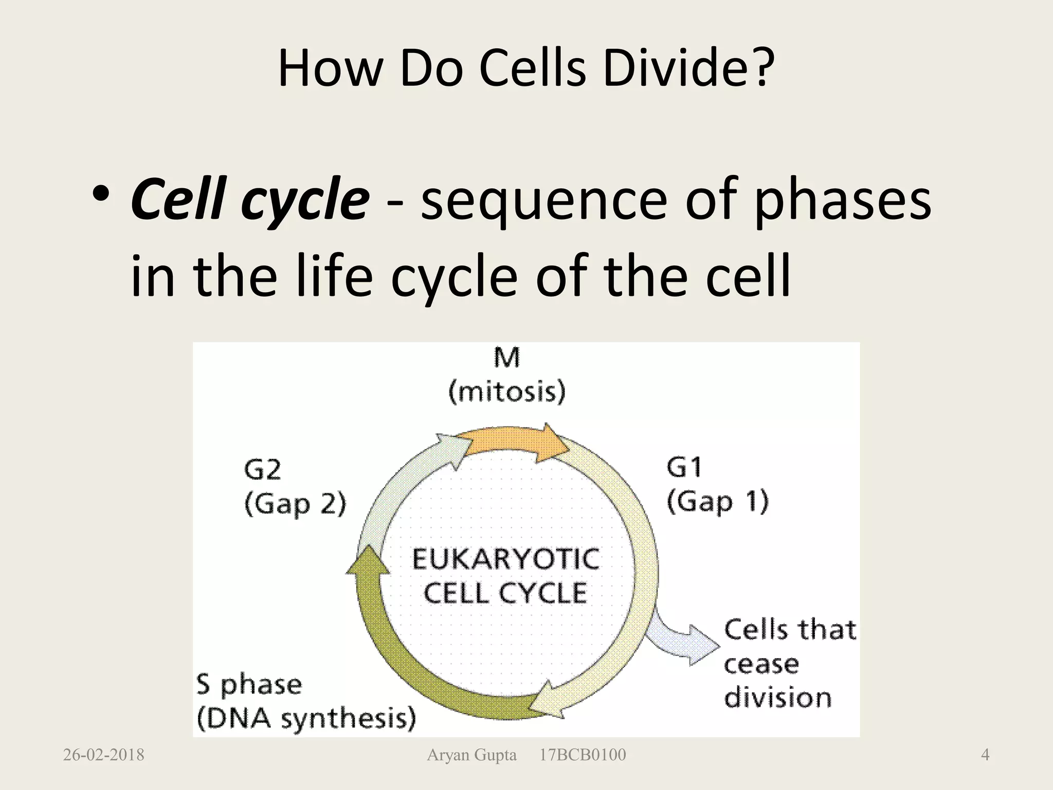 Mitosis and Meiosis | PPT