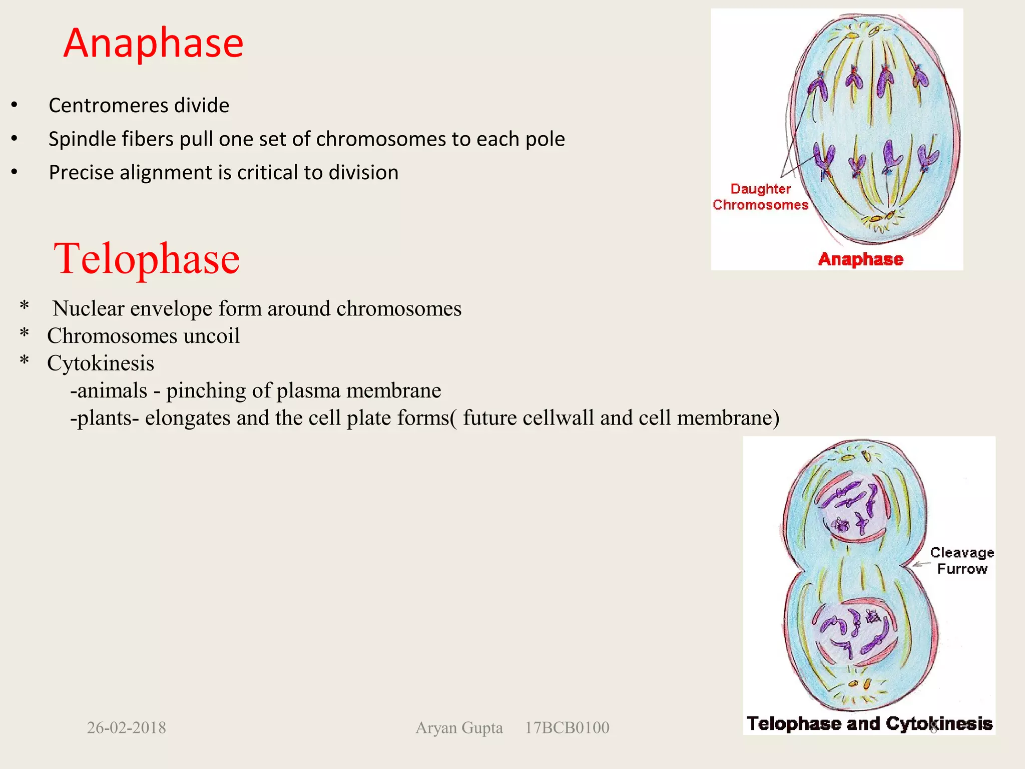 Mitosis and Meiosis | PPT