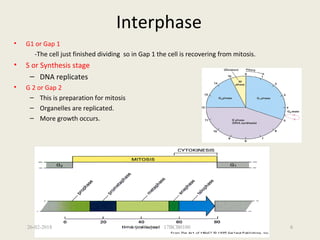 Mitosis and Meiosis | PPT