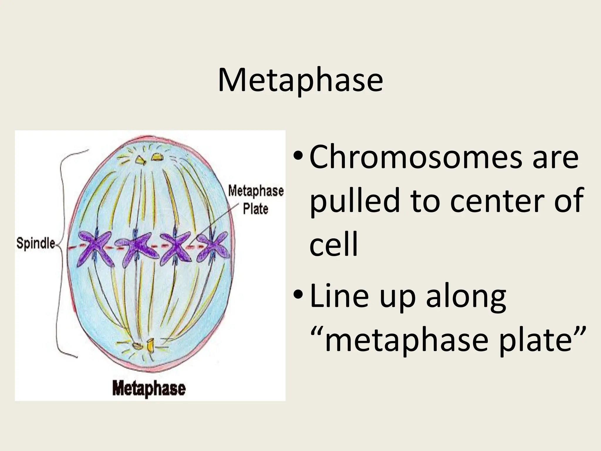 mitosis-meiosis Difference Presentations | PDF