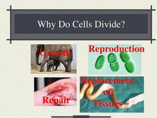 mitosis-meiosis Difference Presentations | PPT