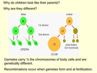 Mitosis Meiosis | PPT