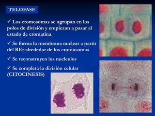 Mitosis y Meiosis | PPTX