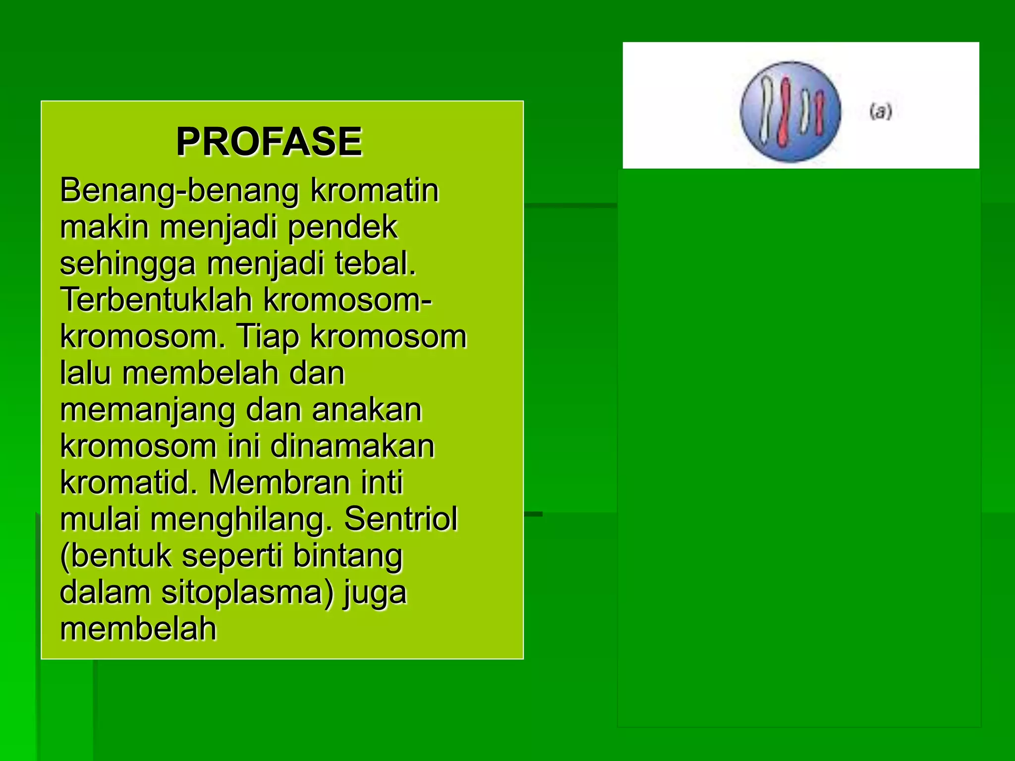 mitosis-meiosis.ppt