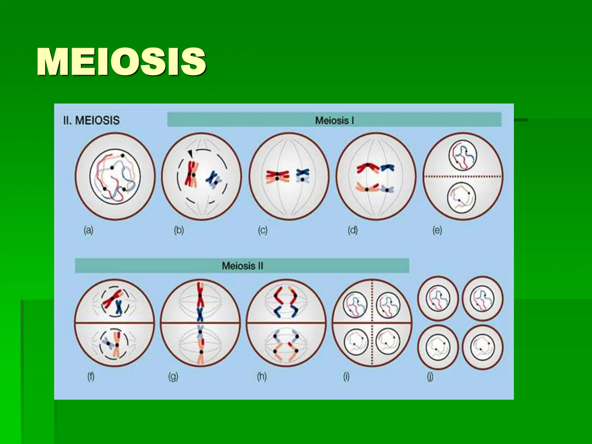 pembelahan sel secara mitosis-meiosis materi kelas XII | PPT