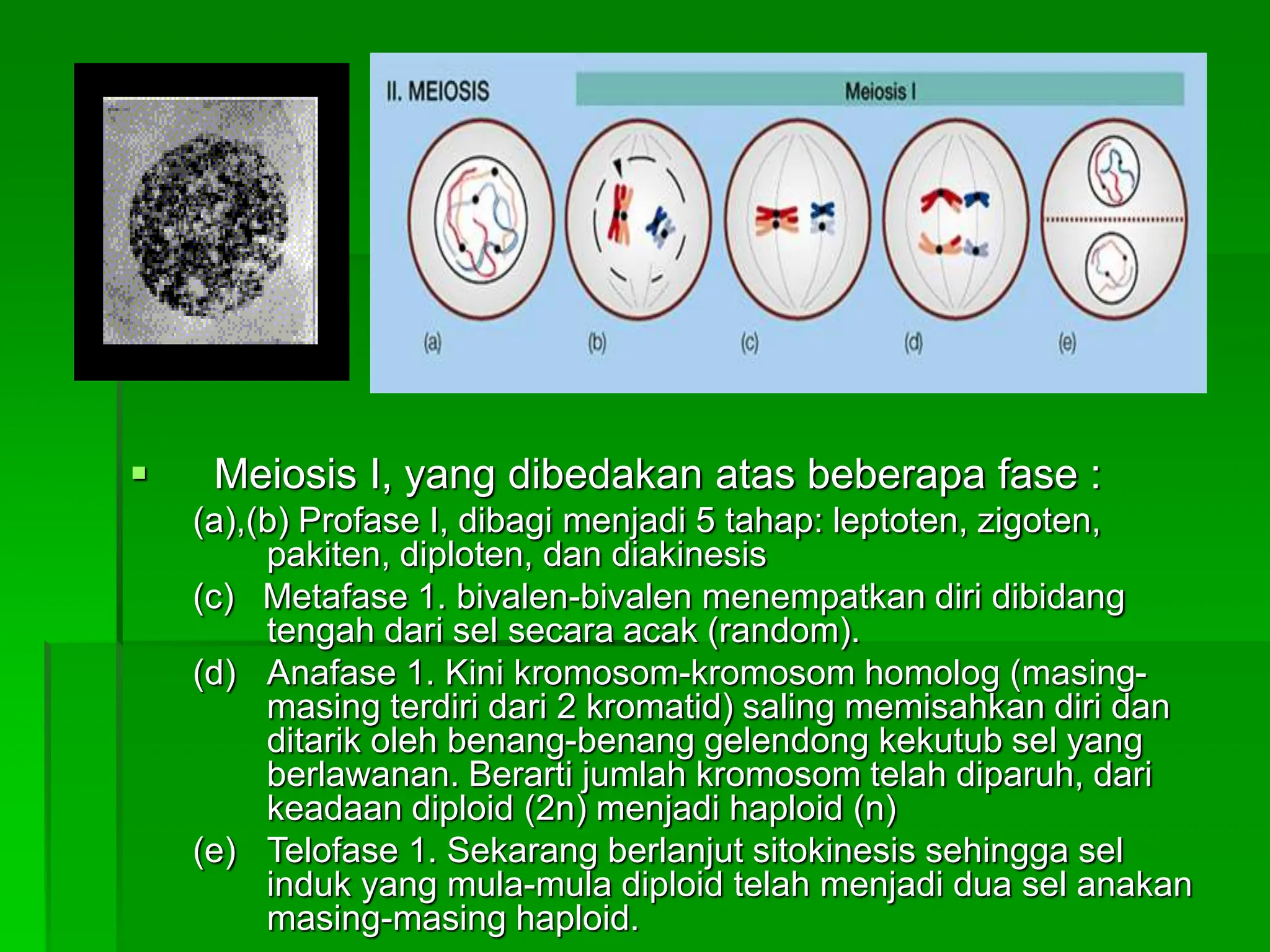pembelahan sel secara mitosis-meiosis materi kelas XII | PPT