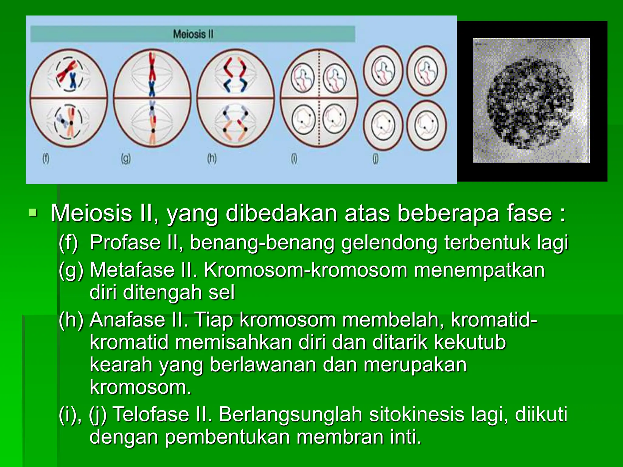 pembelahan sel secara mitosis-meiosis materi kelas XII | PPT