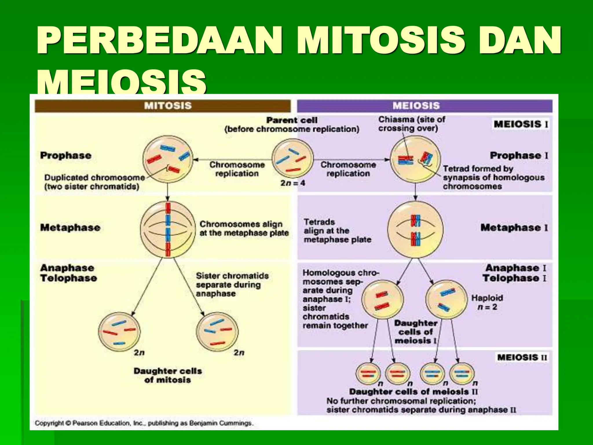 pembelahan sel secara mitosis-meiosis materi kelas XII | PPT