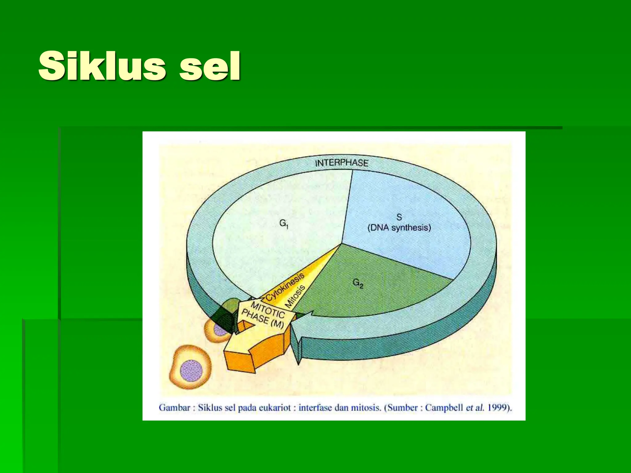 pembelahan sel secara mitosis-meiosis materi kelas XII | PPT