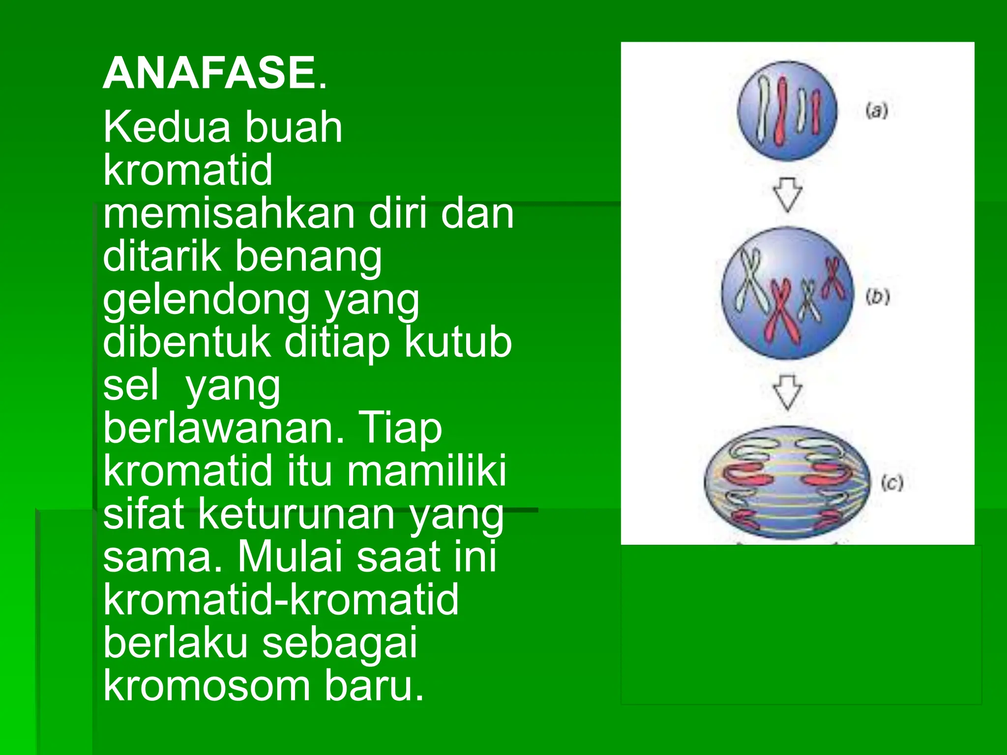 pembelahan sel secara mitosis-meiosis materi kelas XII | PPT
