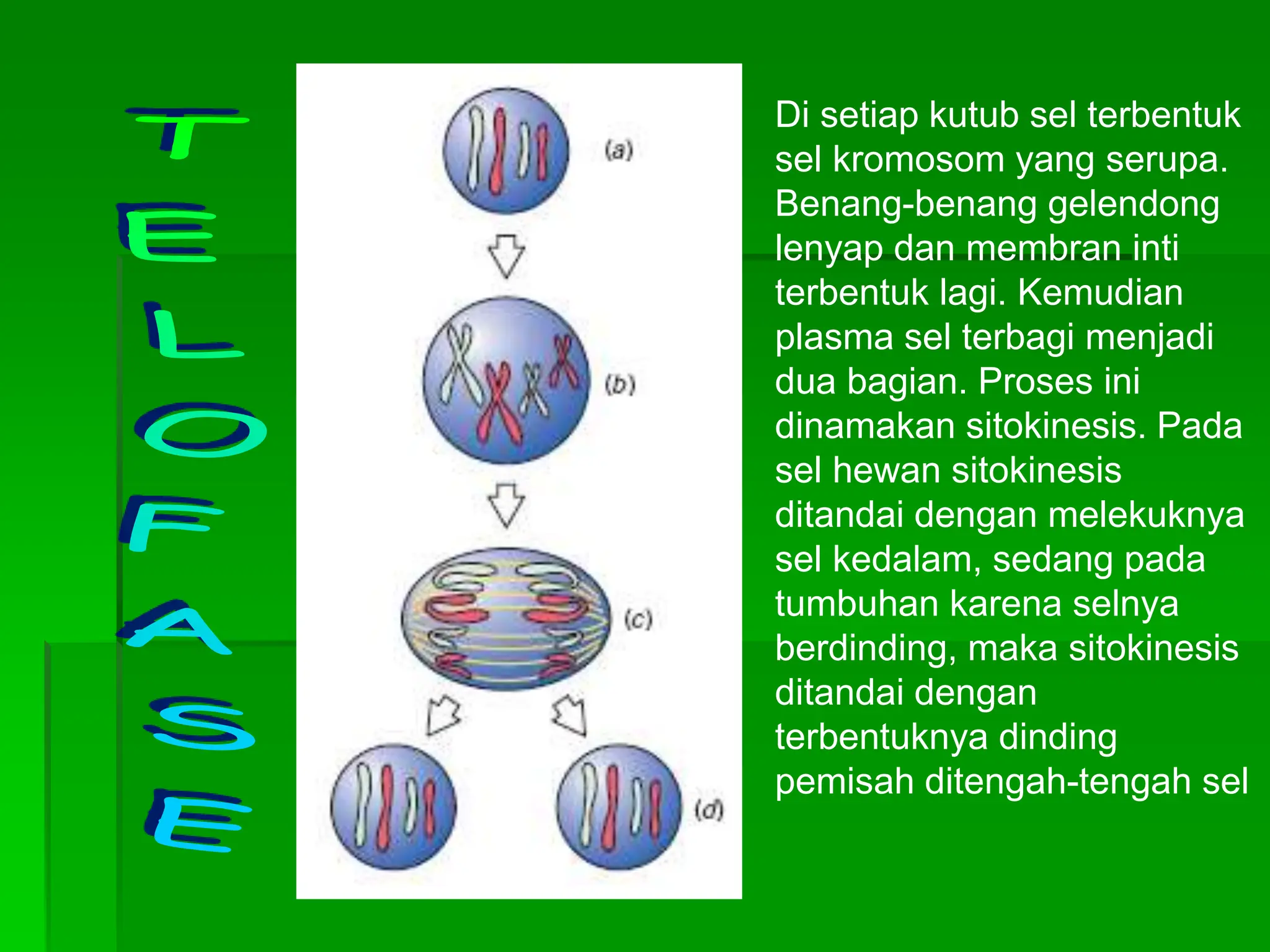 pembelahan sel secara mitosis-meiosis materi kelas XII | PPT