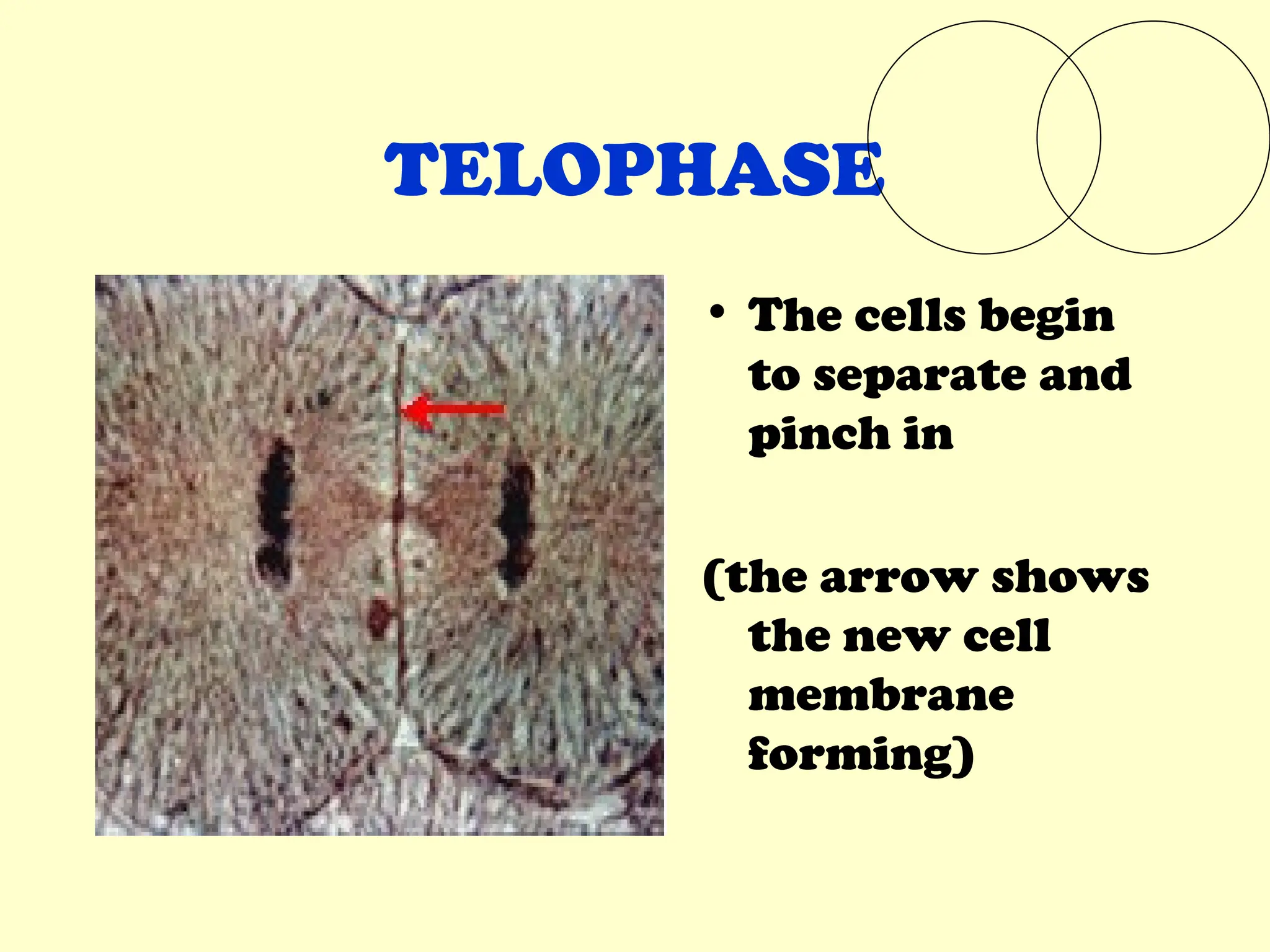 Mitosis--meiosis, comparison of mitosis and meiosis | PPT