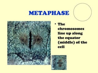 Mitosis--meiosis, comparison of mitosis and meiosis | PPT