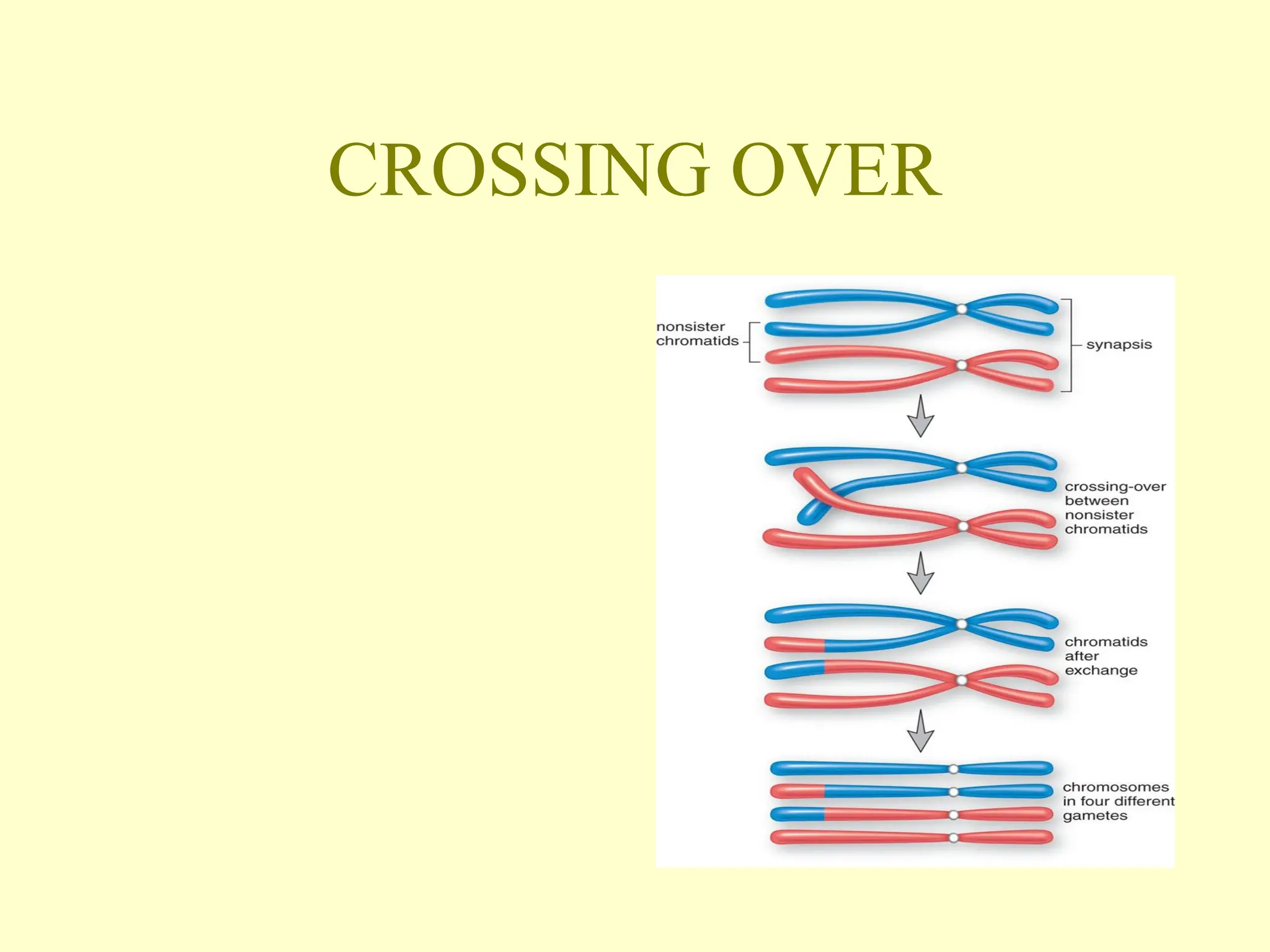 Mitosis--meiosis.pptx for grade 8 students | PPTX
