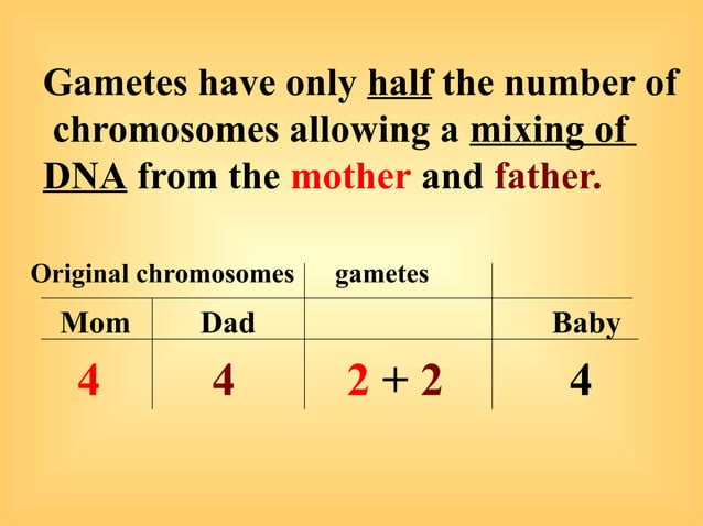 Mitosis--meiosis.pptx for grade 8 students | PPTX