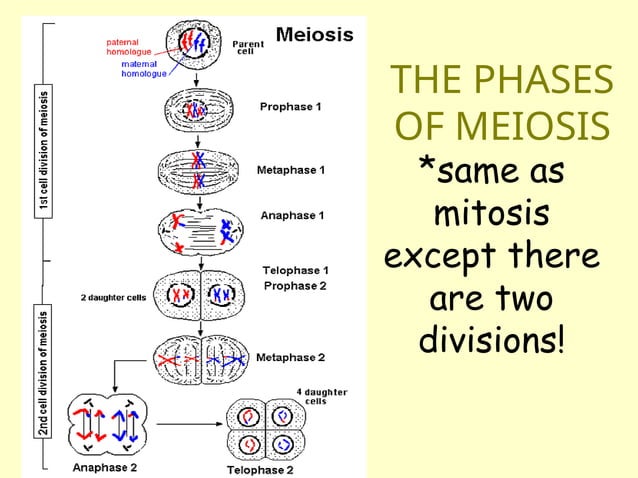 Mitosis--meiosis.pptx for grade 8 students | PPTX