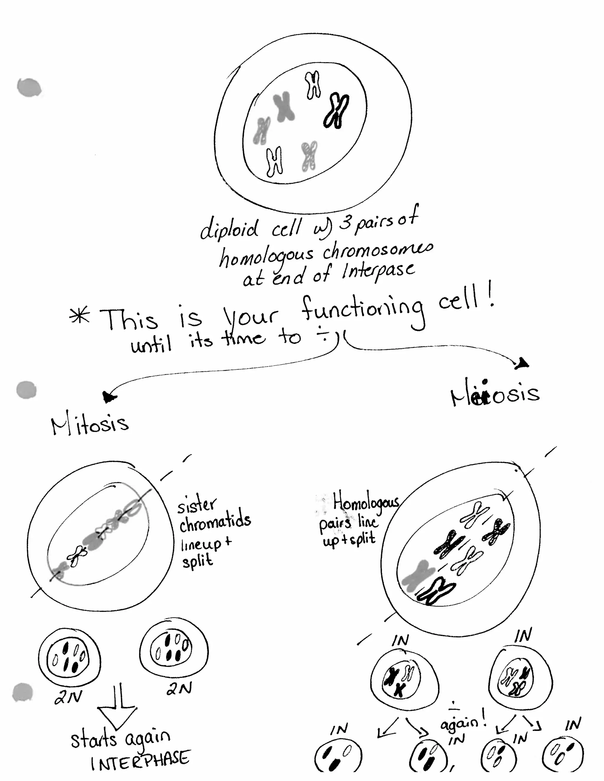 Mitosis meiosis-notes | PDF