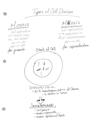 Mitosis meiosis-notes | PDF