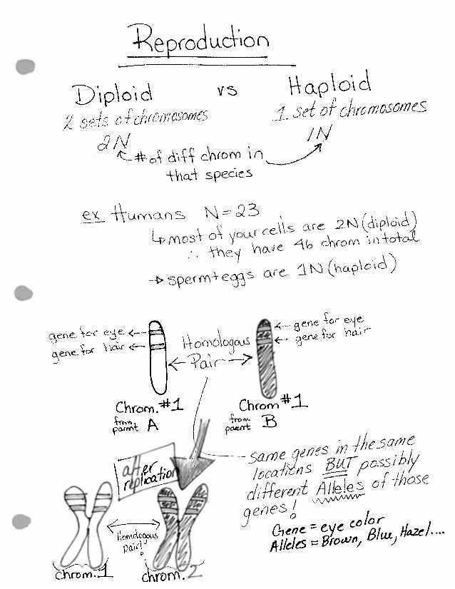 Mitosis Meiosis Notes