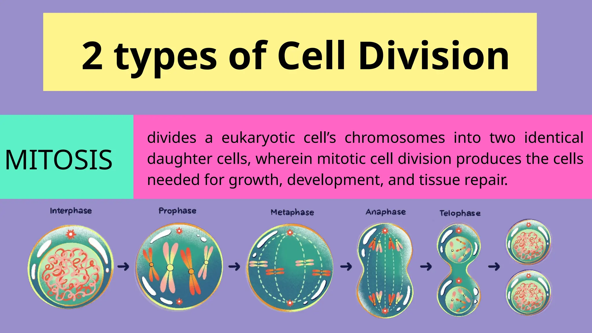 MITOSIS-MEIOSIS with the different stages of cell division | PPTX