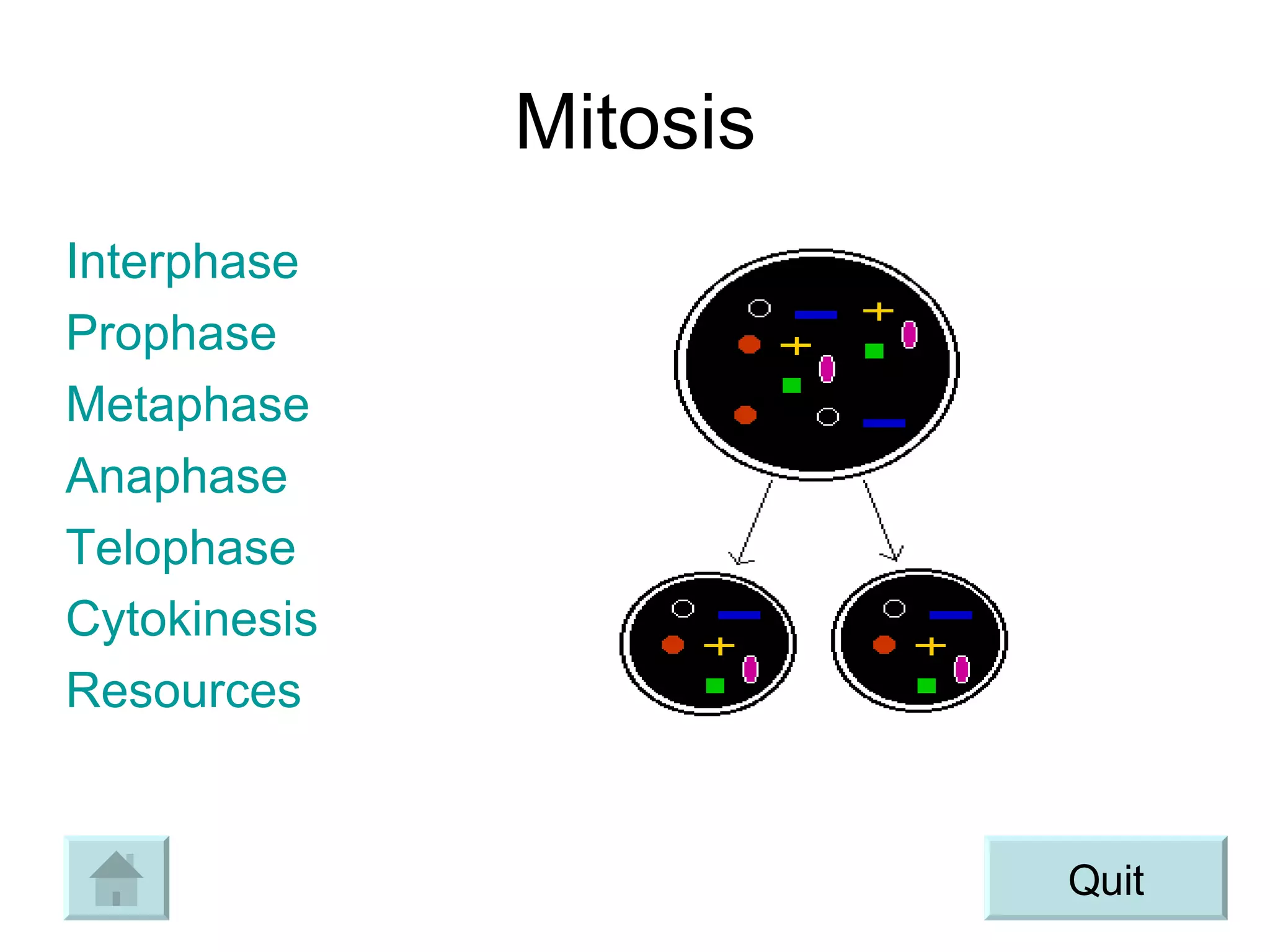 Mitosis Ppt | PPT