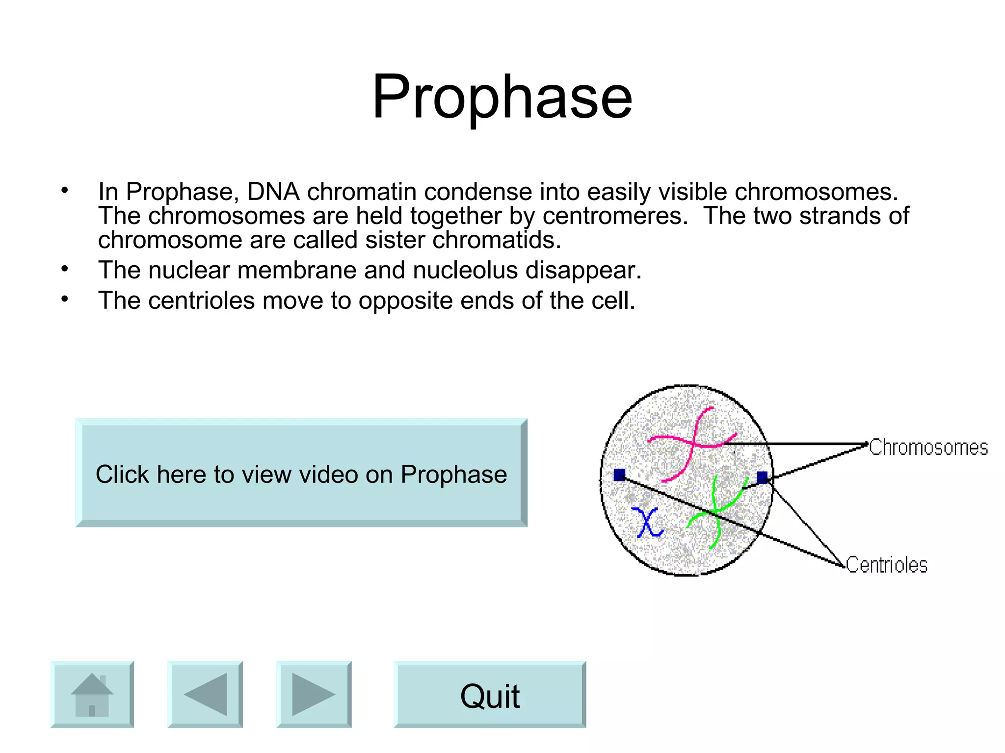 Mitosis Ppt | PPT