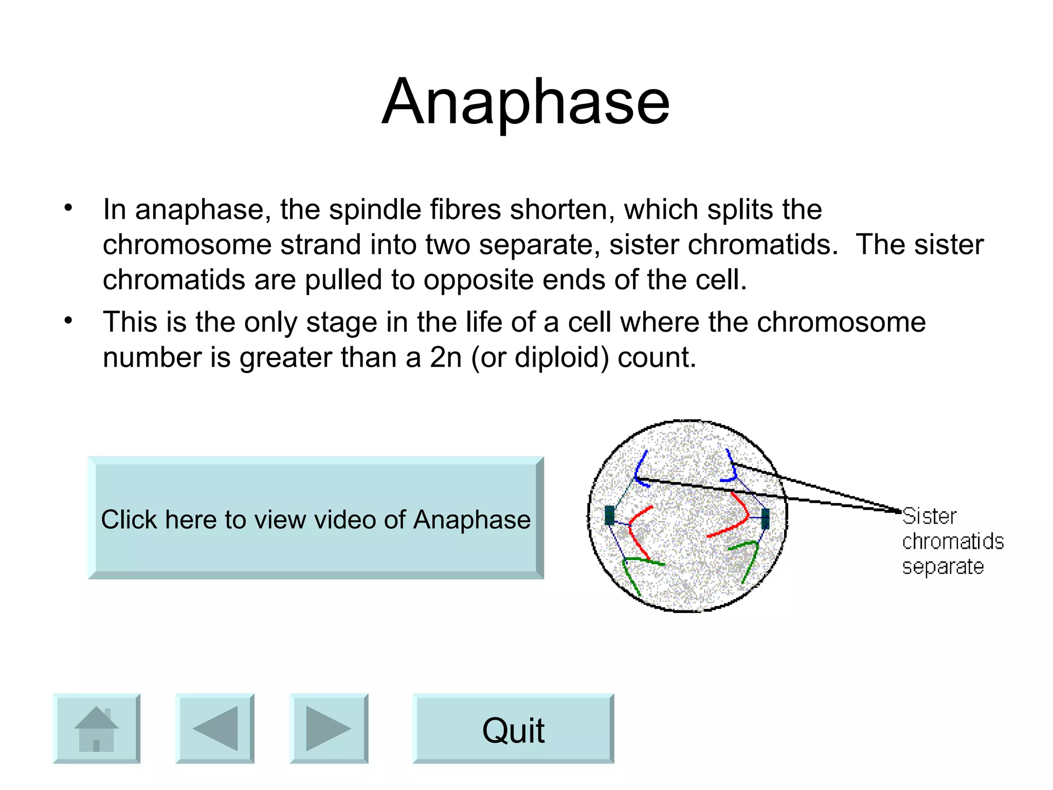 Mitosis Ppt | PPT