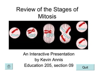 Mitosis Ppt | PPT