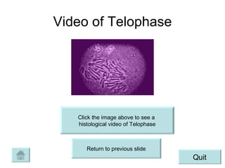 Mitosis Ppt | PPT