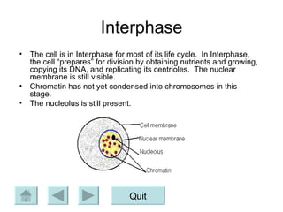 Mitosis Ppt | PPT