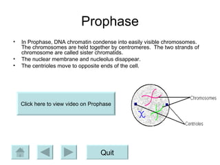 Mitosis Ppt | PPT